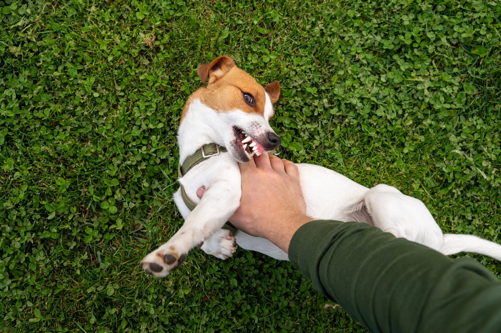 Why Does My Dog Nip — And What Can I Do About It? – ViandPet