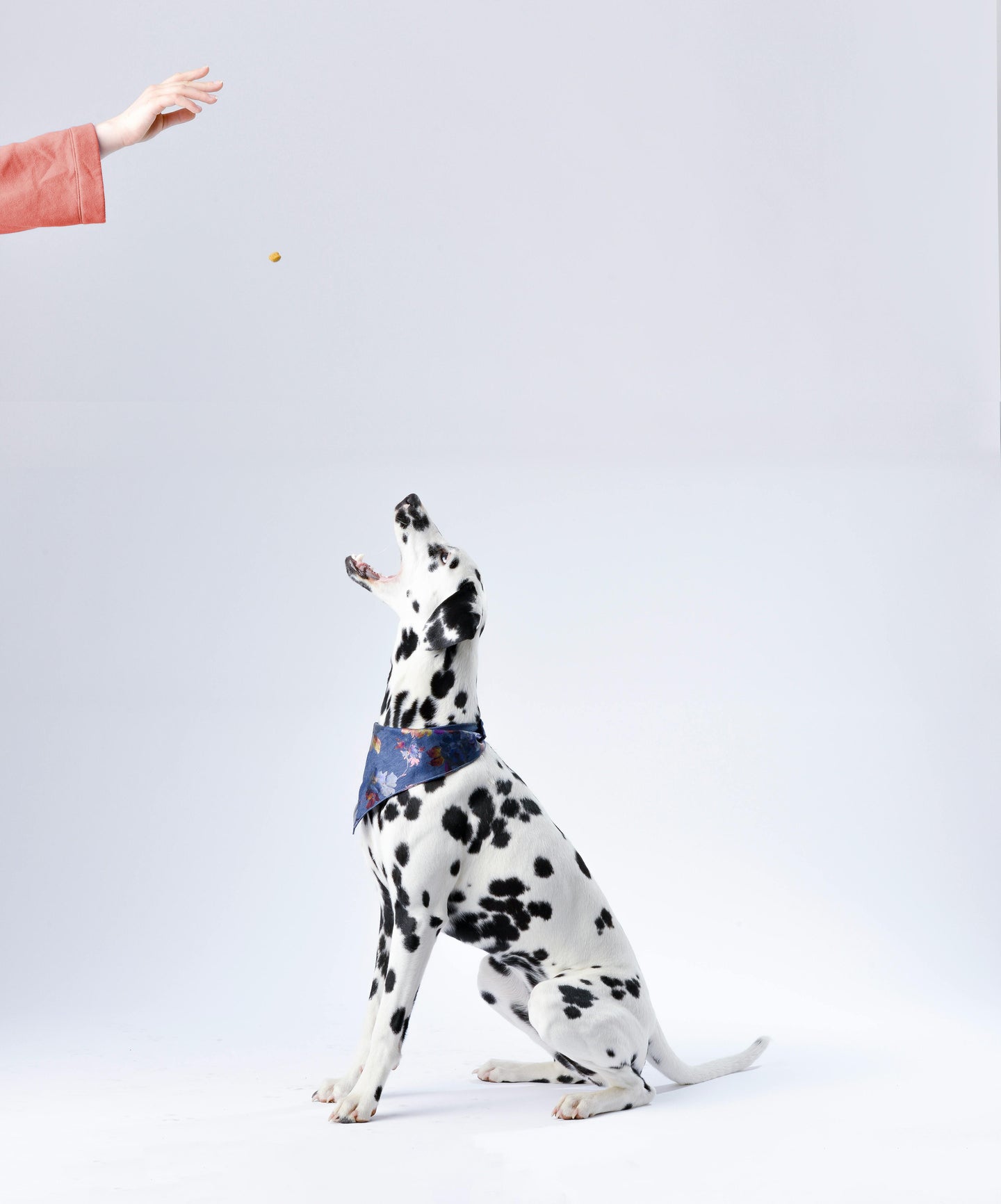 Viand Pet Food - Smart, Sensible Solutions – ViandPet