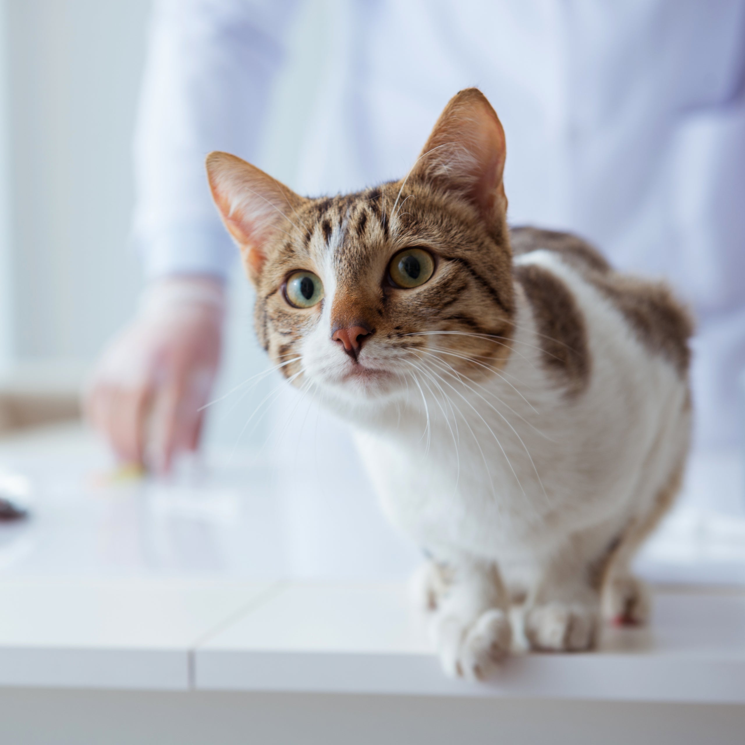 Viand Pet Food - Smart, Sensible Solutions – ViandPet